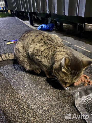 Кот в добрые руки