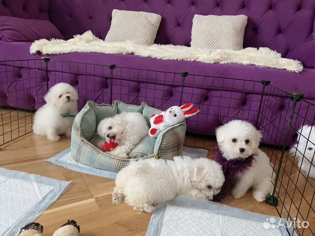 Бишон фризе (дев) -4 мес. С доками и клеймом. Дост