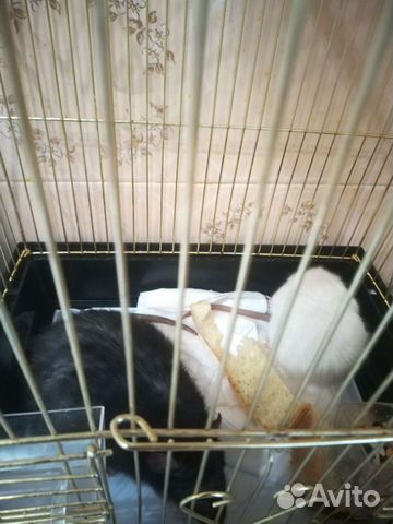 Декоративная крыса