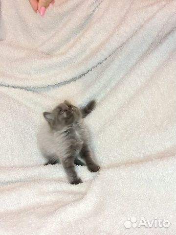 Котенок Мишель в добрые ручки