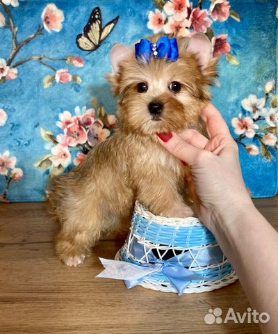 Золотой мальчик мини йорк