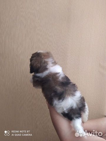 Щенки