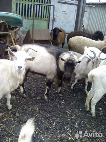 Козел и баран