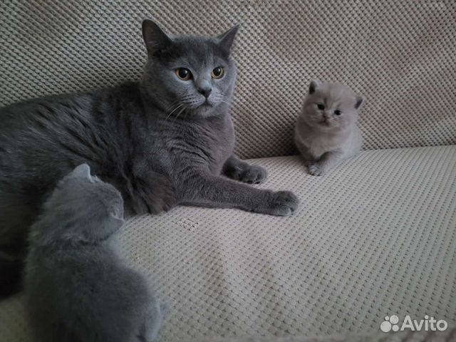 Британские котята