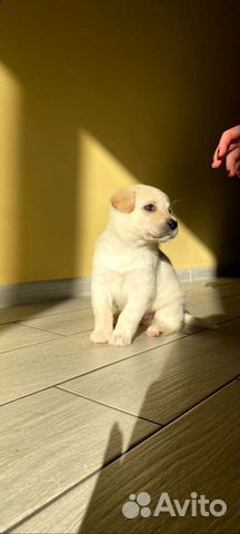 Щенки лабрадора