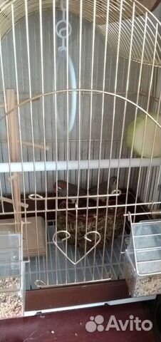 Зебровые амадины