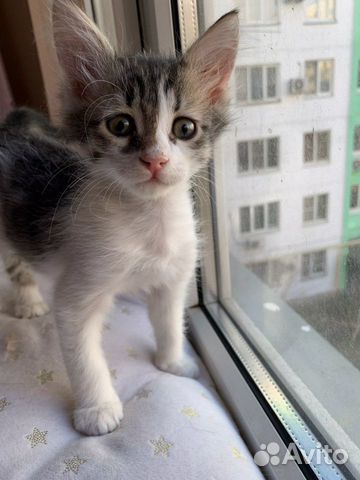 Отдам в добрые руки