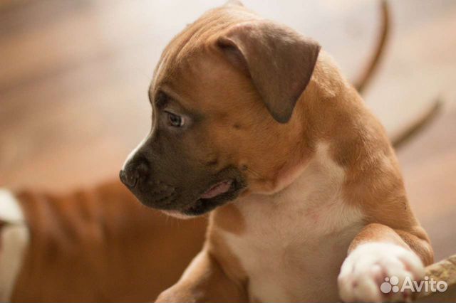 Американский стаффордширский терьер