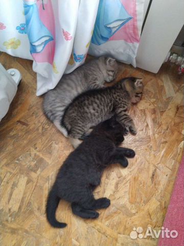 Вислоухие плюшевые котята