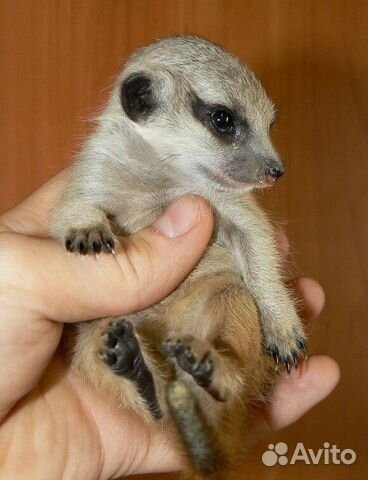 Щенки суриката, последнии 2 мальчика