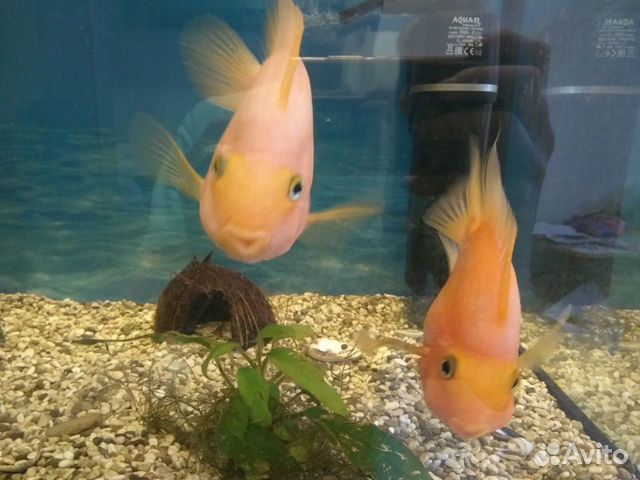 Рыба попугай