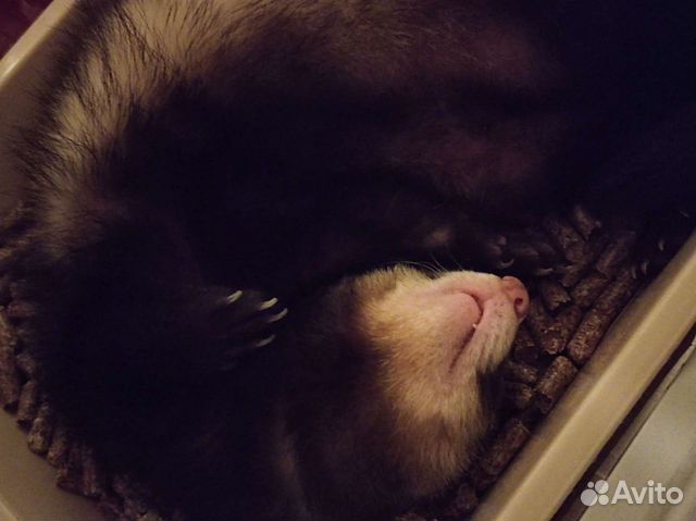 Хорек мальчик 6мес