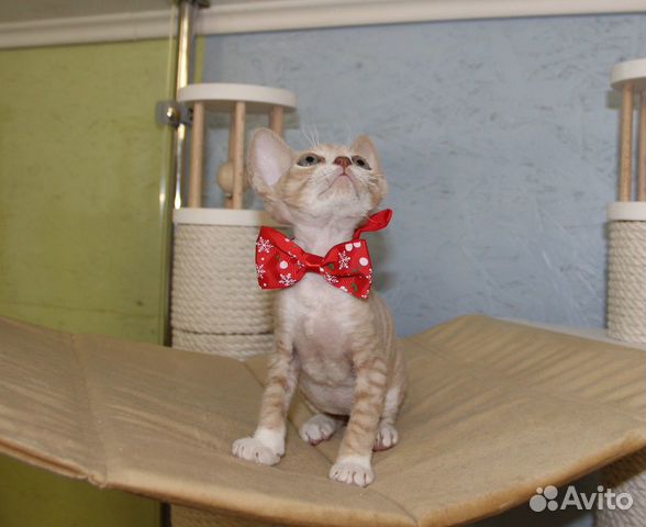 Девон-рекс мальчик