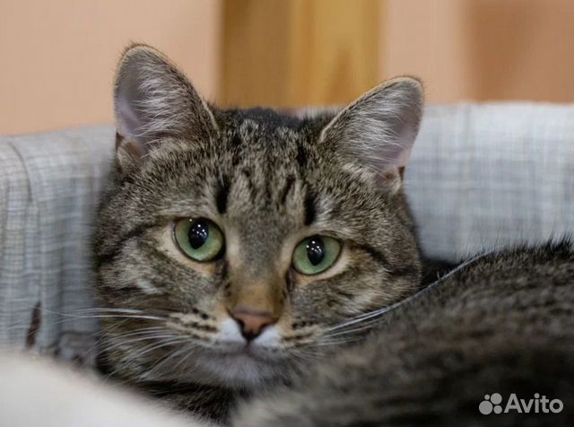 Сладкая Дынька ждёт семью в котьем шоуруме