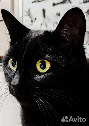Кот - мечта