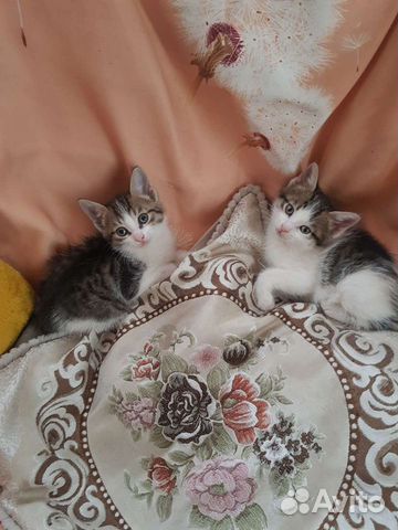Кошка в дар
