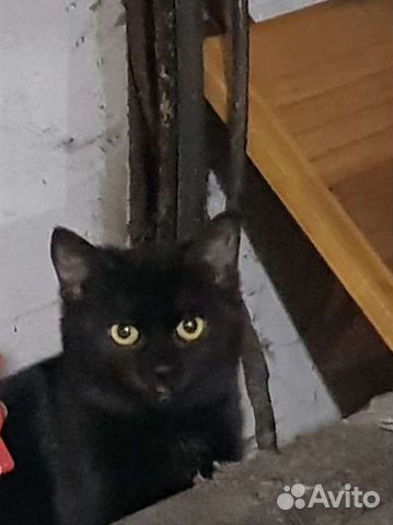 Черный котенок девочка Лайма 4,5мес