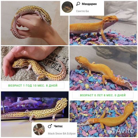 Пара эублефаров