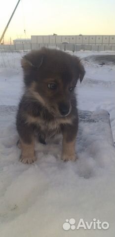 Щенок в добрые руки