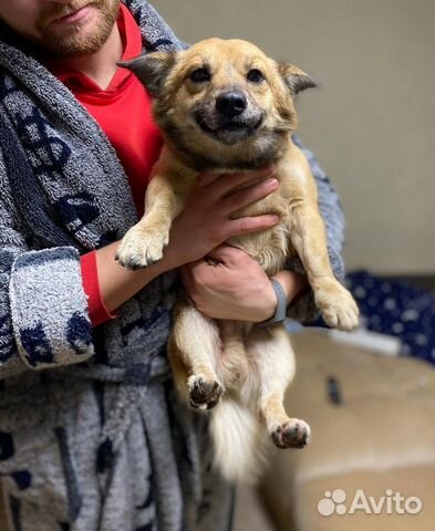 Ищет дом мелкий пёсик Лёва