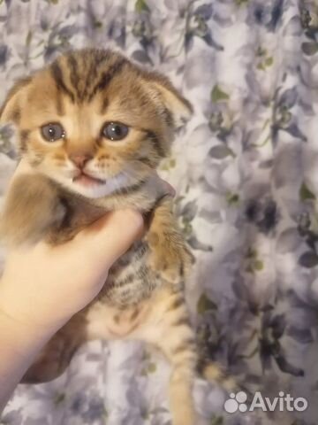 Шотландская