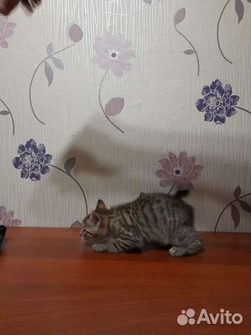 Кошка в дар