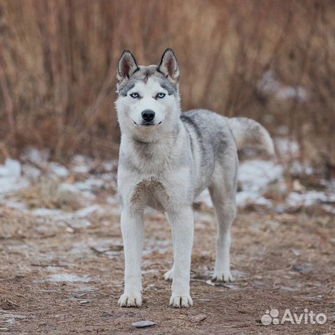 Криста из приюта