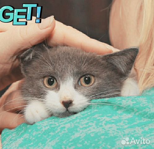 Котёнок мальчик лапочка