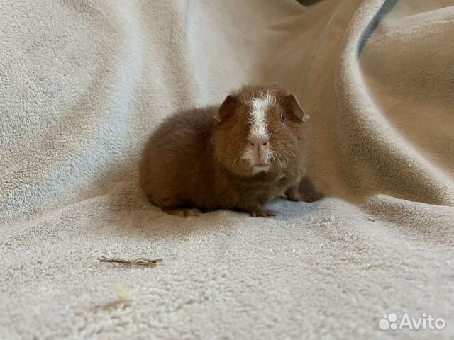 Морская свинка ам.тедди