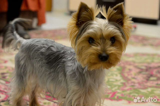 Йоркширский терьер вязка