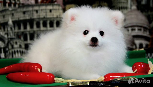 Белый мальчик шпица