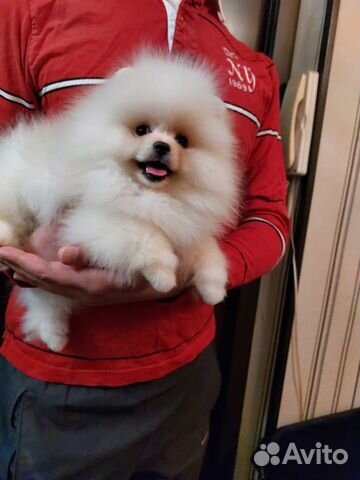 Девочка Айс-Крем