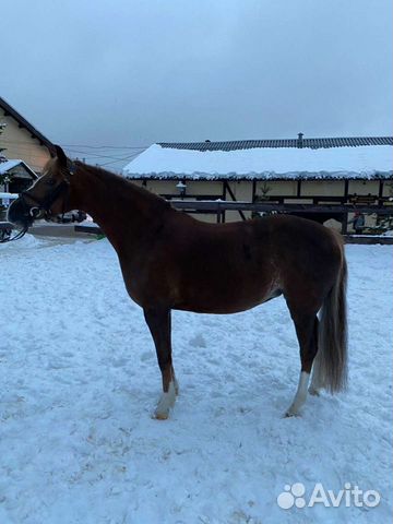 Уэльский пони