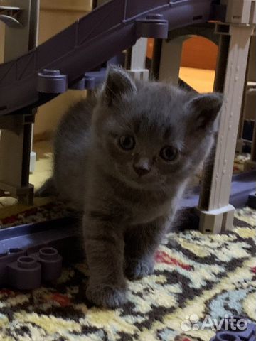 Котенок