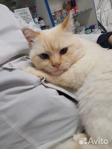 Кот тайский в дар