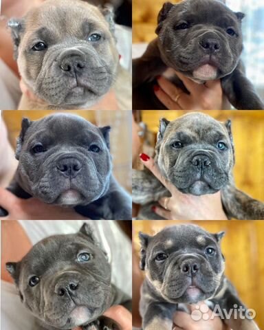 Американский булли супердети