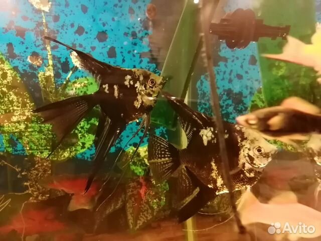 Стая Скалярий Пиной Смоки