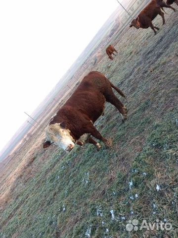 Бык Герефорд