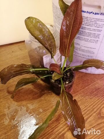 Эхинодорусы