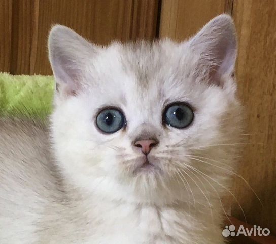 Британская серебристая кошечка