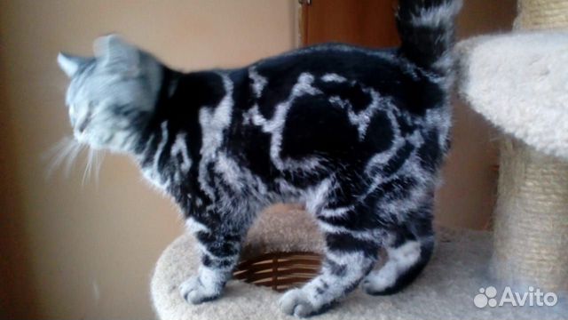 Мраморный красавец 8 мес