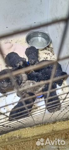 Маленькие кнопки хотят домой(щенки)