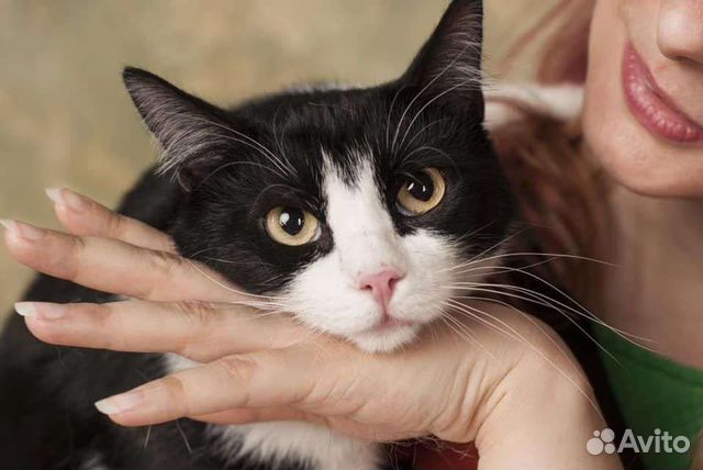 Кот Твикс в дар