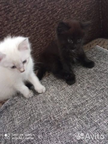 Кошки курильский бобтейл