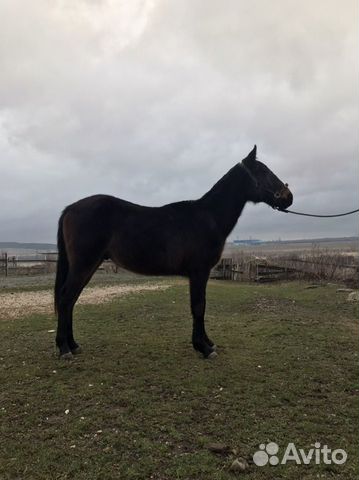 Лошадь,жеребец,конь