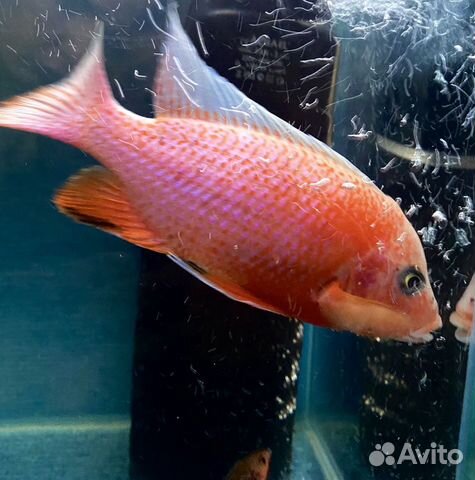 Аулонокара рыба