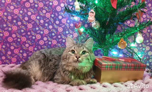 Котёнок в самые добрые ручки