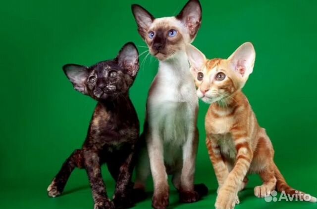 Приму в дар котенка