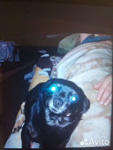 Чихуахуа вязка(мальчик)