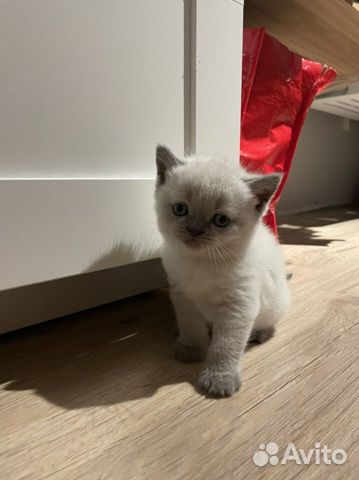 Британские котята блюпоинт